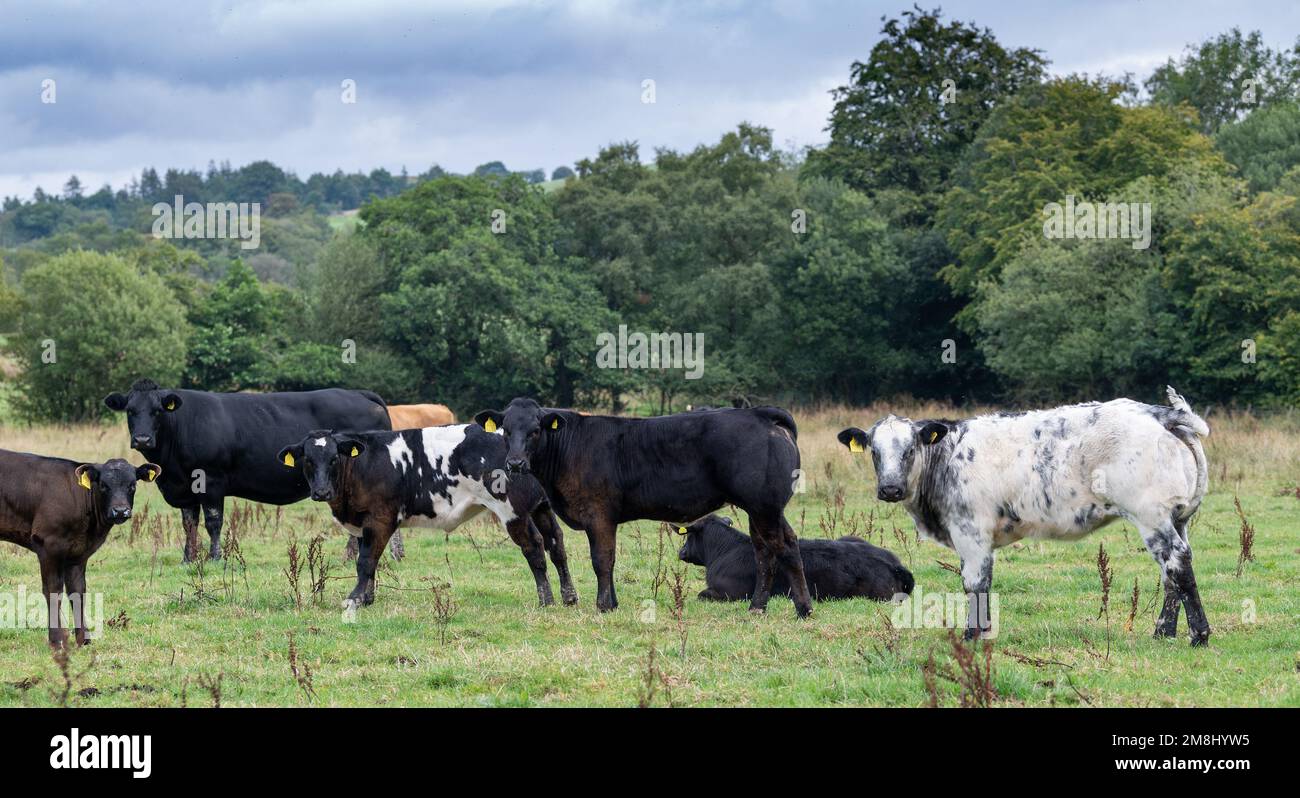 Herd of beef cattle on upland pastures with calves sired by a British ...