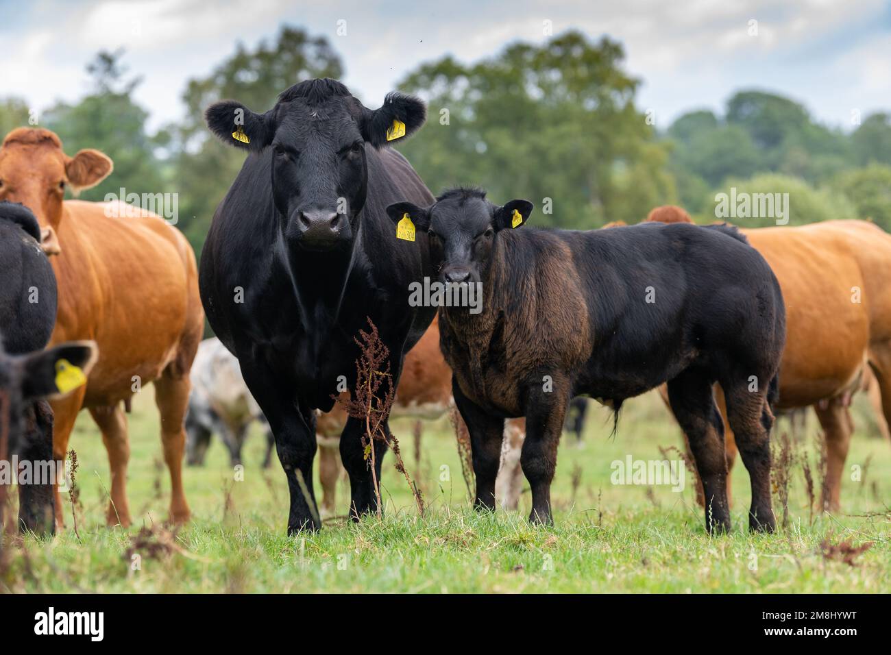 Herd of beef cattle on upland pastures with calves sired by a British ...