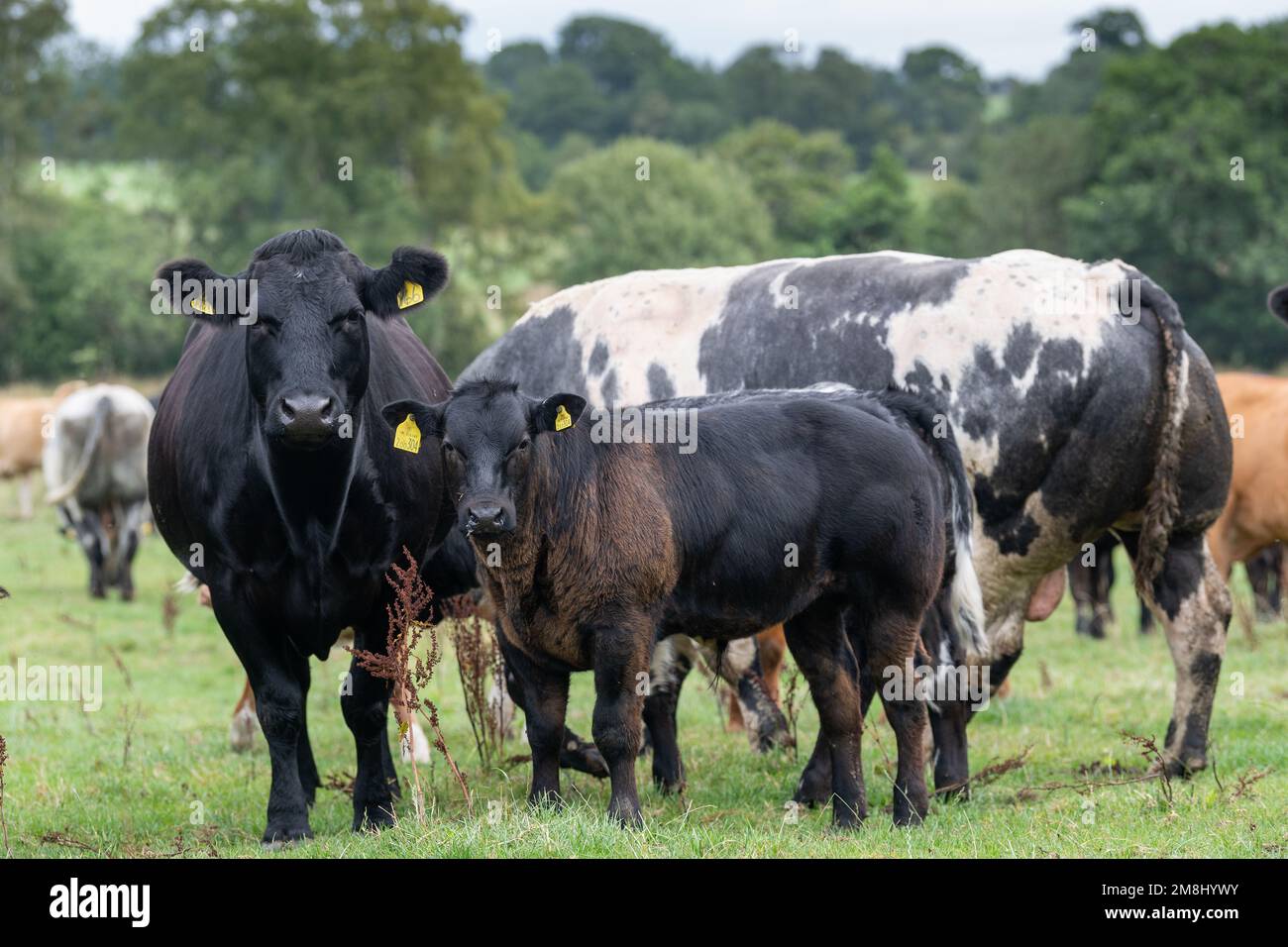 Herd of beef cattle on upland pastures with calves sired by a British ...