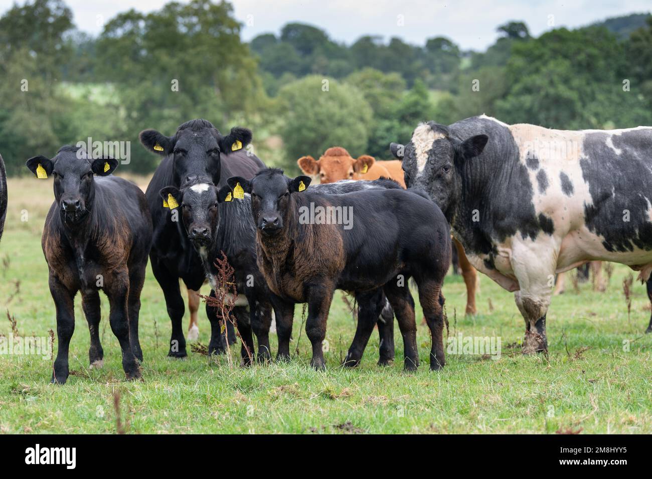 Herd of beef cattle on upland pastures with calves sired by a British ...