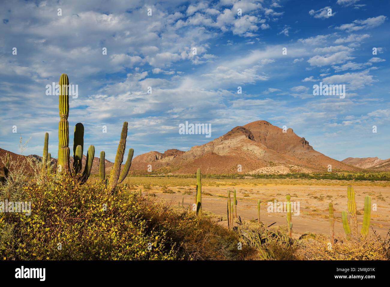 Cactus fields in Mexico, Baja California Stock Photo - Alamy