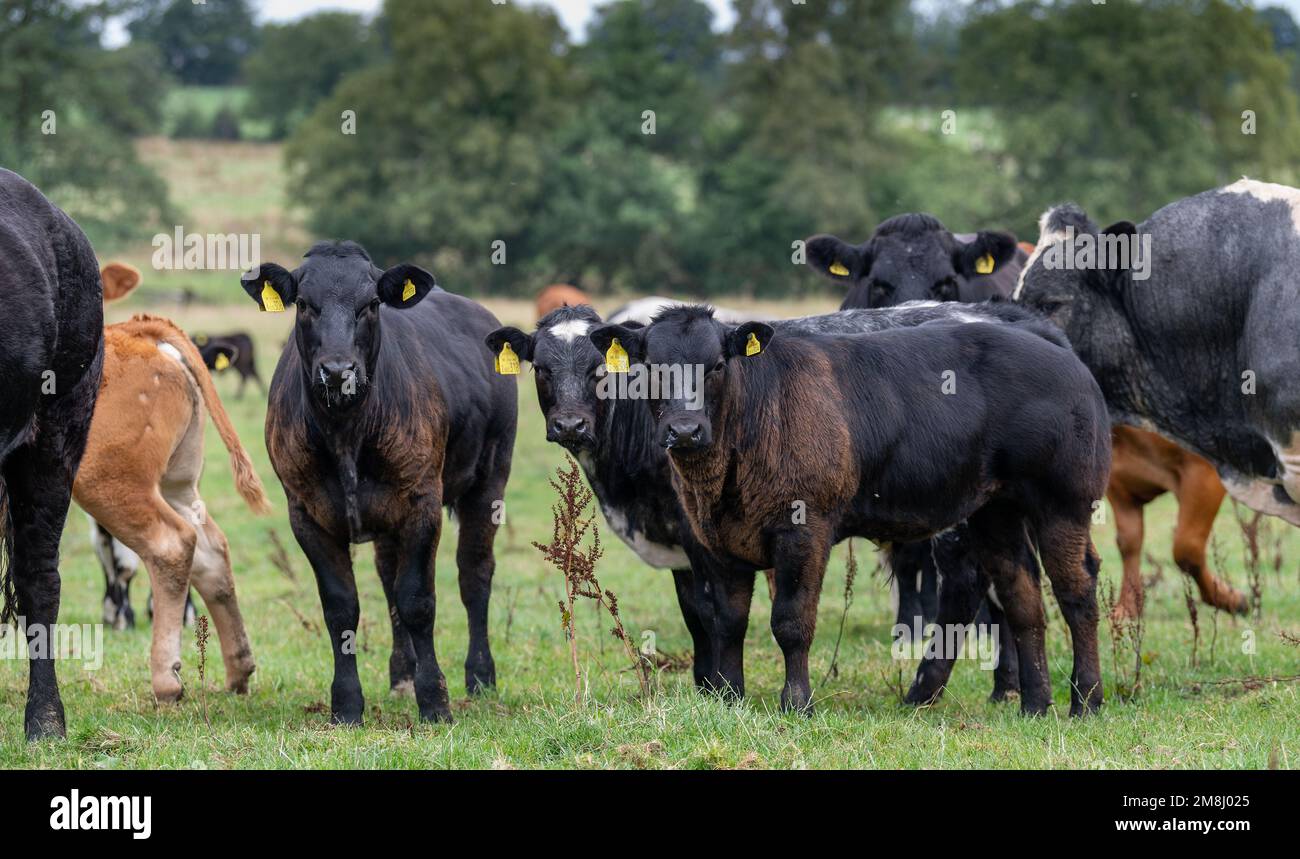 Herd of beef cattle on upland pastures with calves sired by a British ...