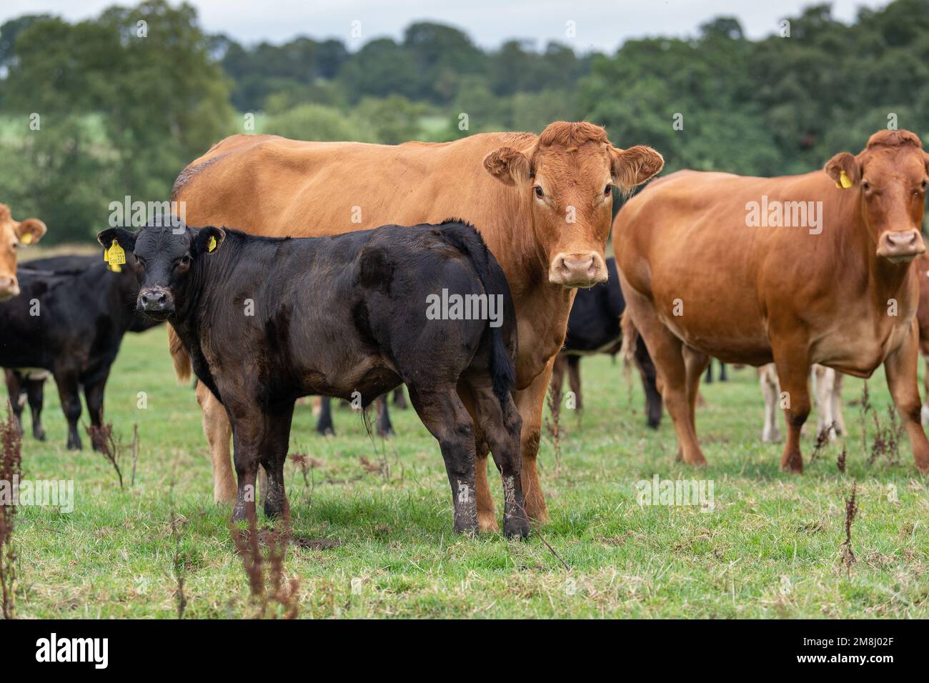 Herd of beef cattle on upland pastures with calves sired by a British ...