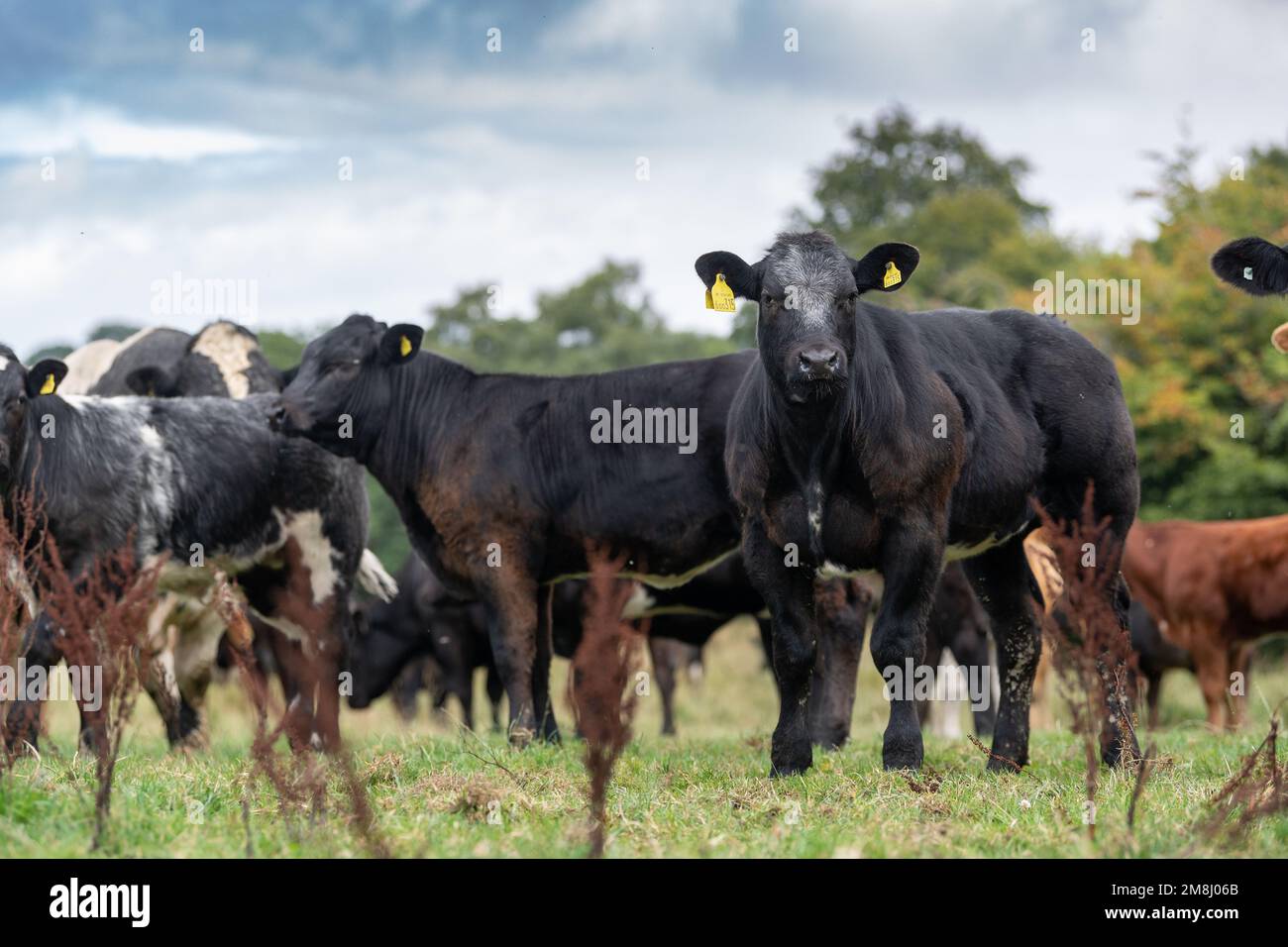 Herd of beef cattle on upland pastures with calves sired by a British ...