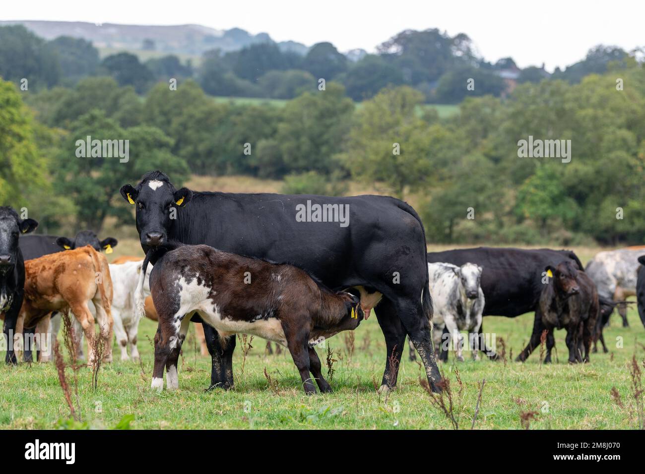 Herd of beef cattle on upland pastures with calves sired by a British ...