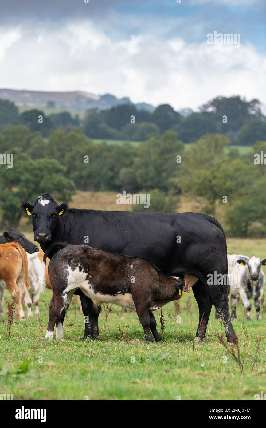 Herd of beef cattle on upland pastures with calves sired by a British ...