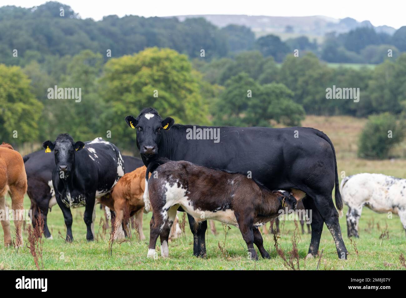 Herd of beef cattle on upland pastures with calves sired by a British ...