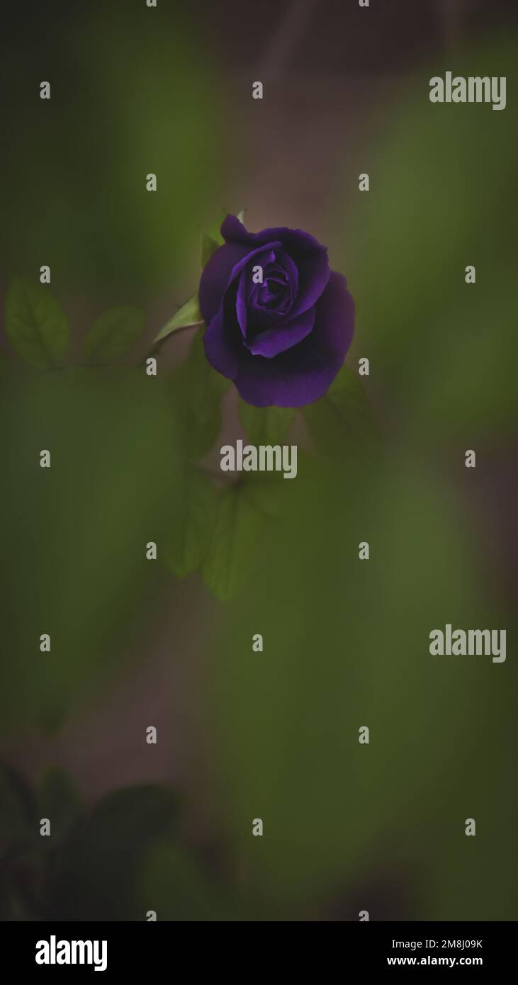 A vertical closeup of a violet garden rose with leaves blurred ...