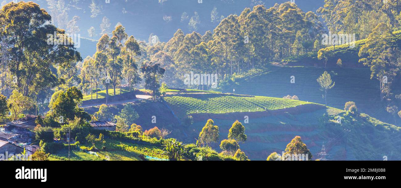 Cultivated hillside vegetable plantations on Sri Lanka. Beautiful rural ...