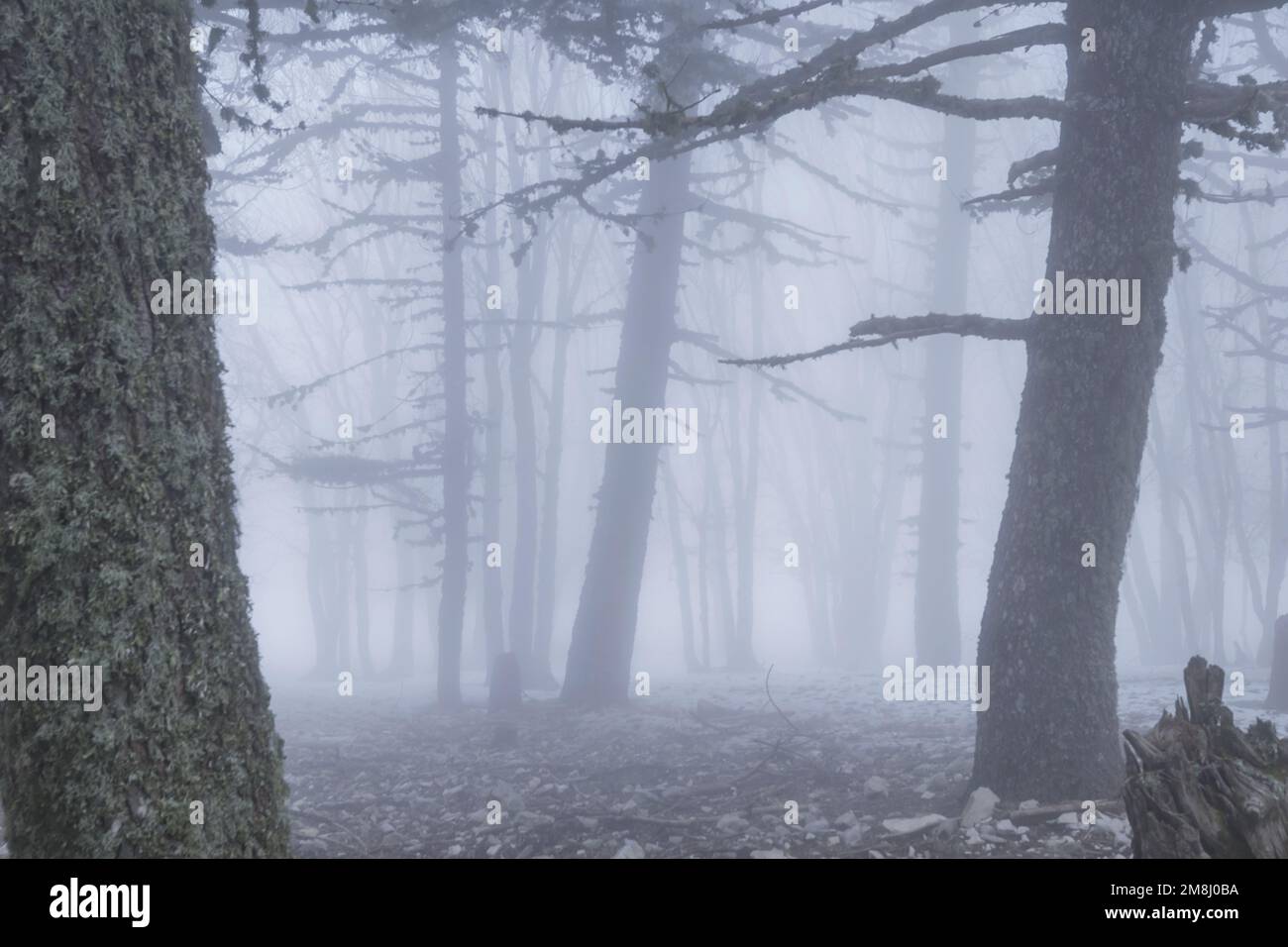 Magic misty forest beautiful hi-res stock photography and images - Alamy