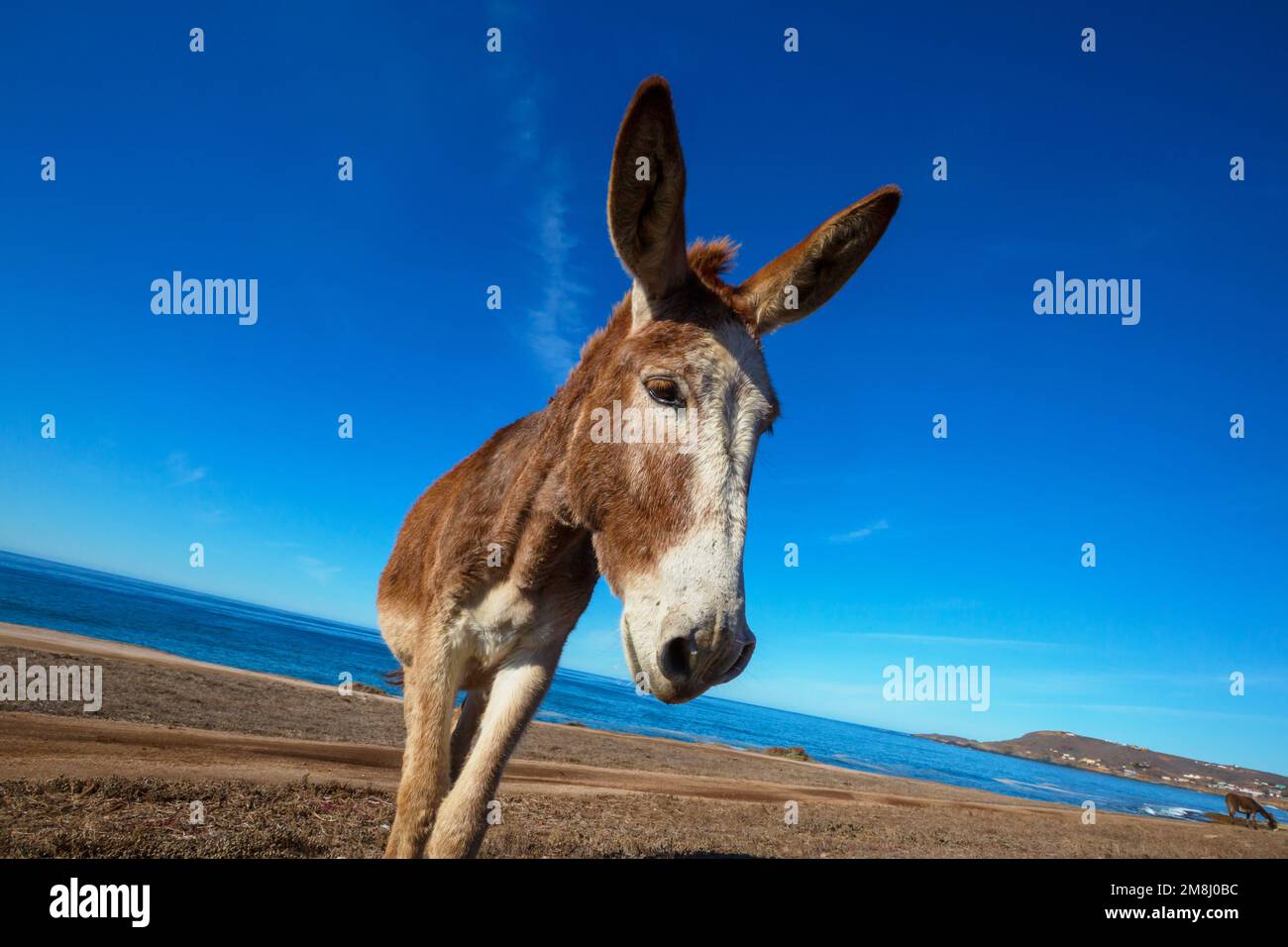 Pretty donkey close up in the Mexico Stock Photo - Alamy
