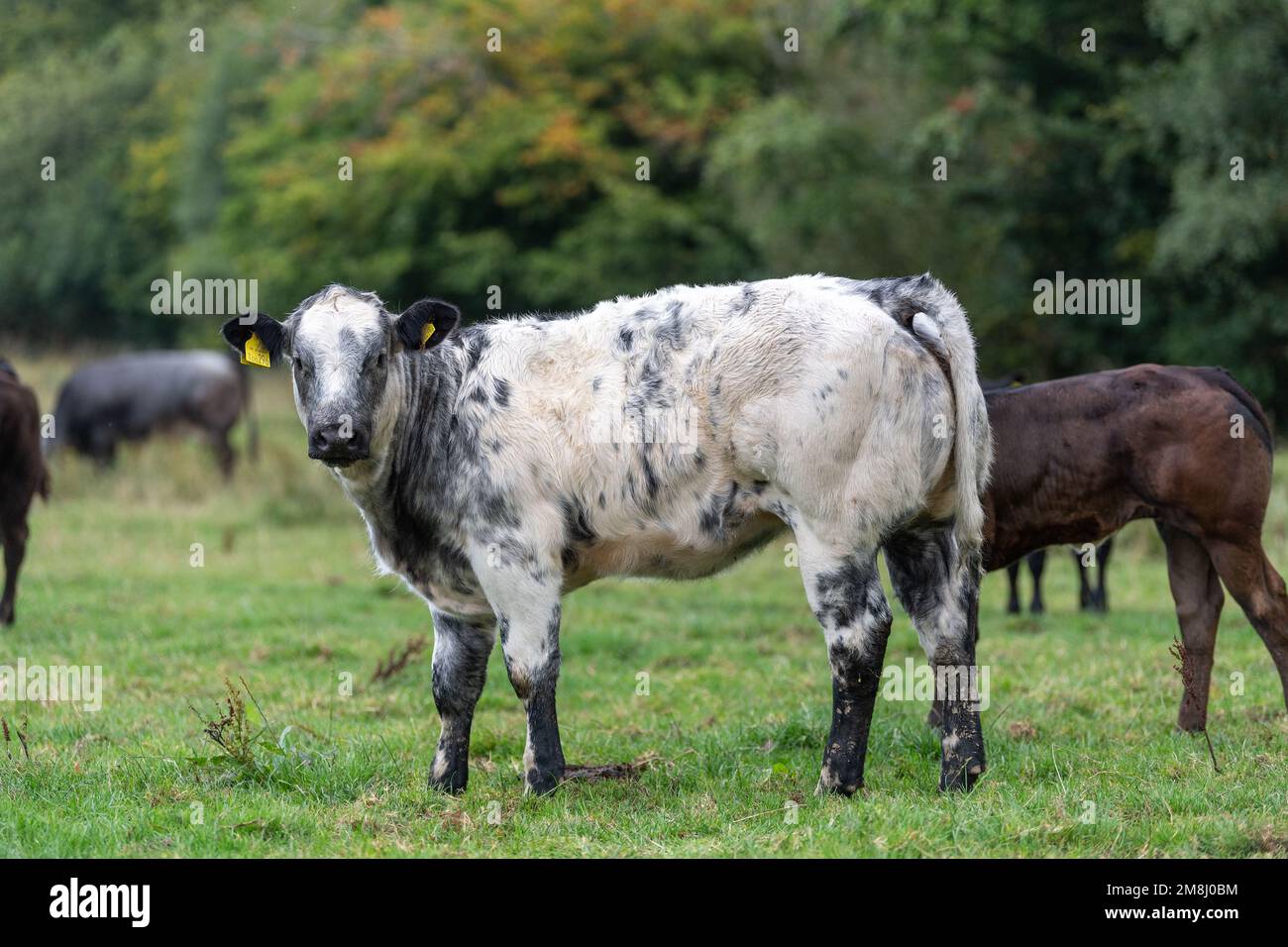 Herd of beef cattle on upland pastures with calves sired by a British ...