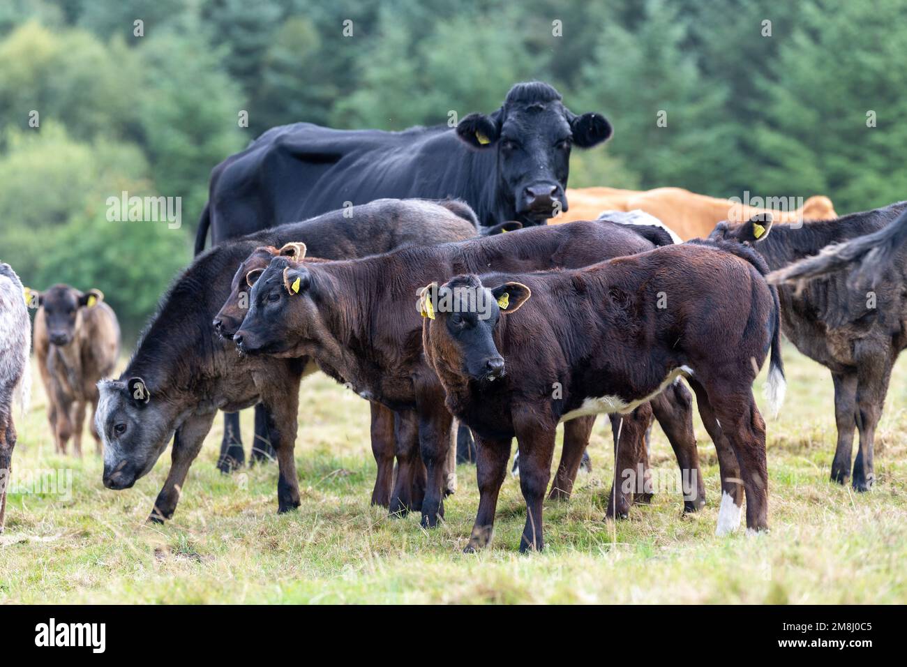 Herd of beef cattle on upland pastures with calves sired by a British ...