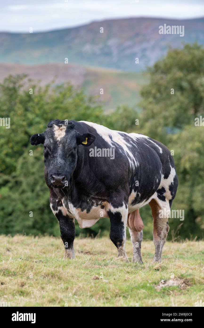 Herd of beef cattle on upland pastures with calves sired by a British ...
