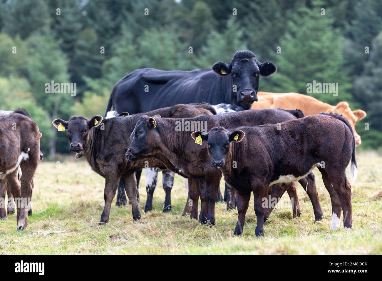 Herd of beef cattle on upland pastures with calves sired by a British Blue bull. Shropshire, UK ...