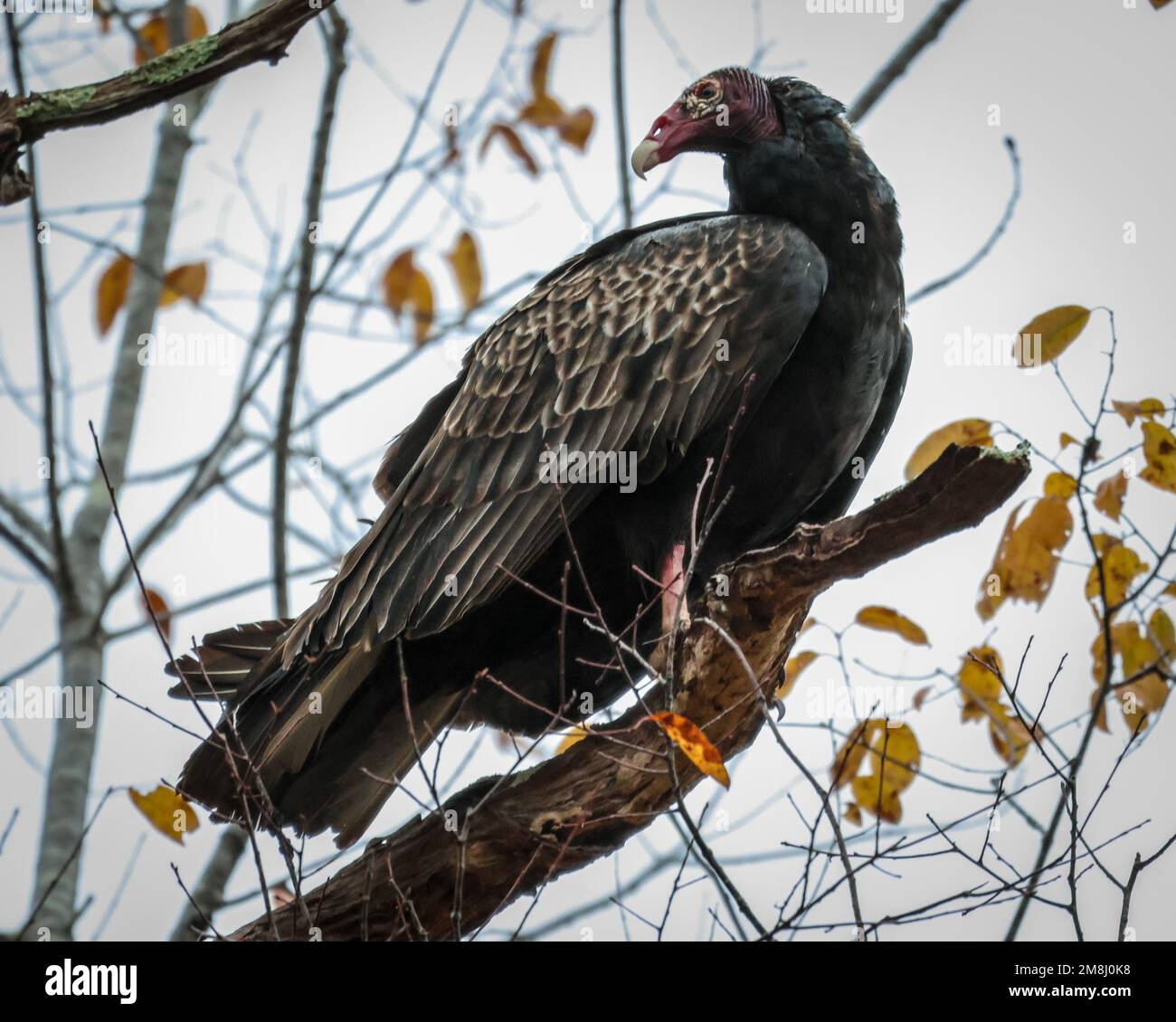 A closeup of a turkey vulture, Cathartes aura perched on the tree ...