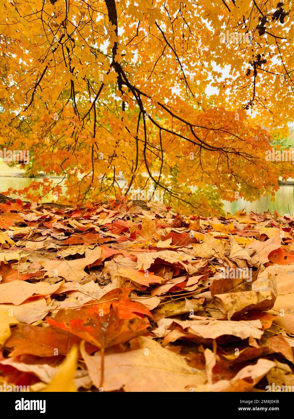 A vertical shot of a tree in the park with beautiful autumn foliage ...