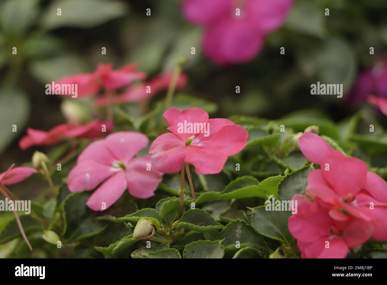 Impatiens hawkeri New Guinea Flower Stock Photo - Alamy