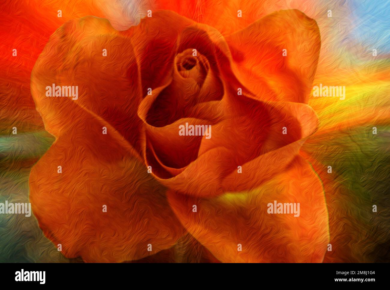 ABSTRACT : FLORA - ROSE Stock Photo - Alamy