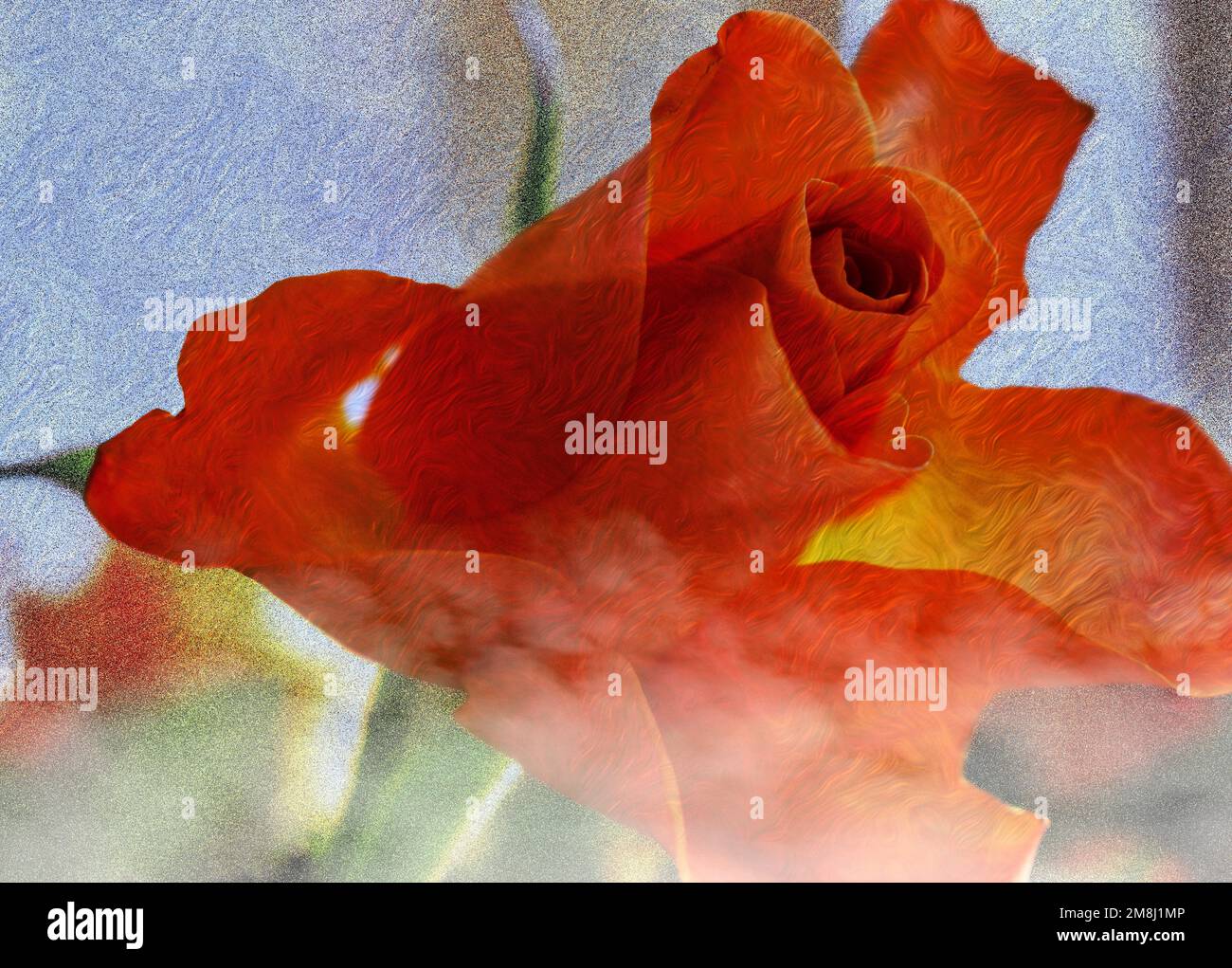 ABSTRACT : FLORA - ROSE Stock Photo - Alamy