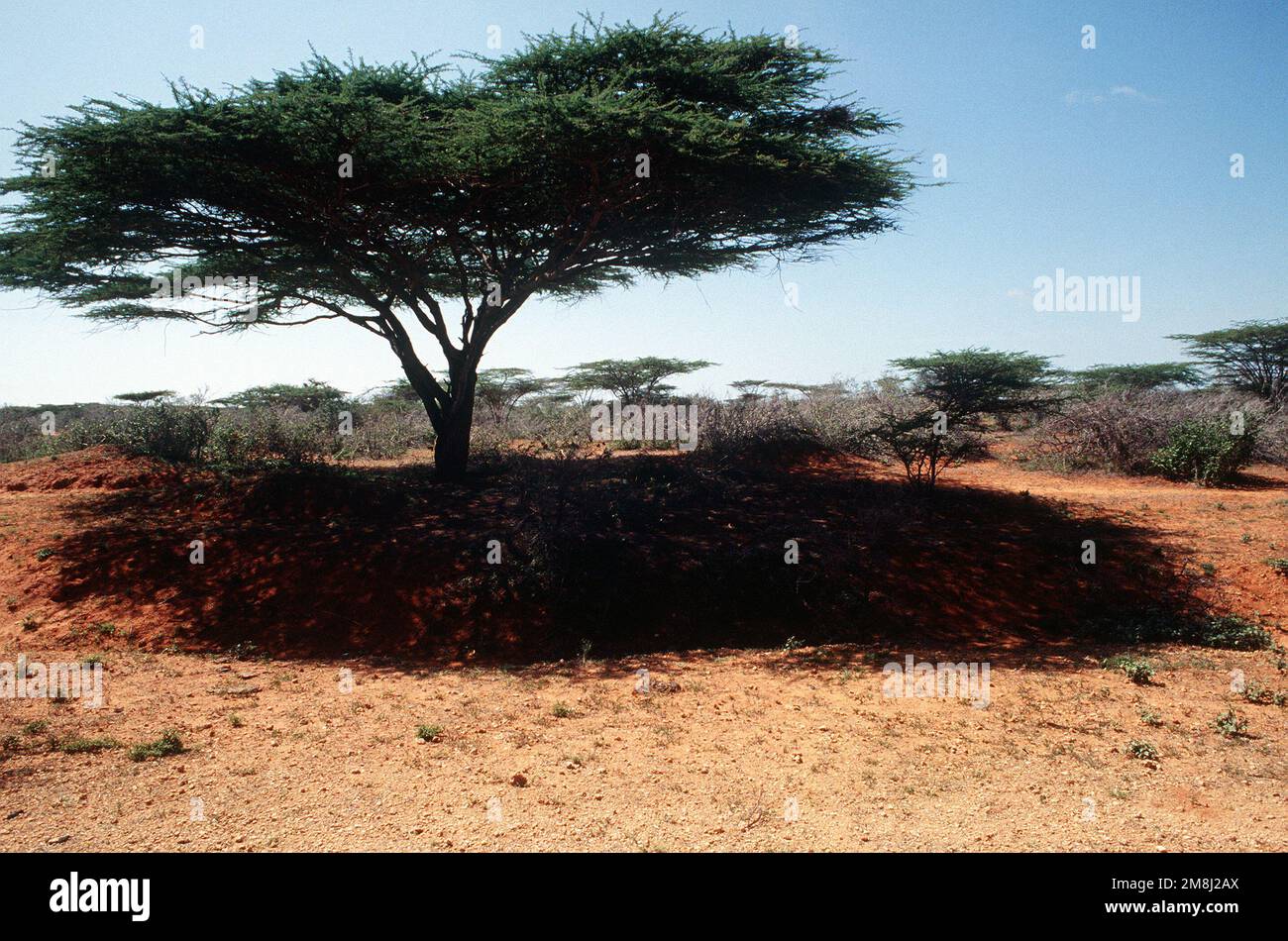 A tree casts a shadow near Kismayo, Somalia. Base: Kismayo Country ...