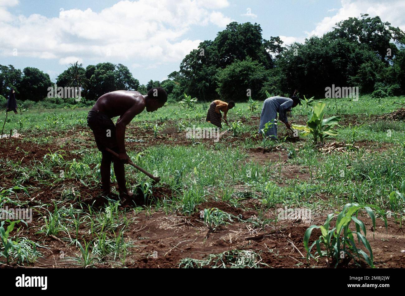 Somali farmers working in the fields in Kismayo. Subject Operation ...