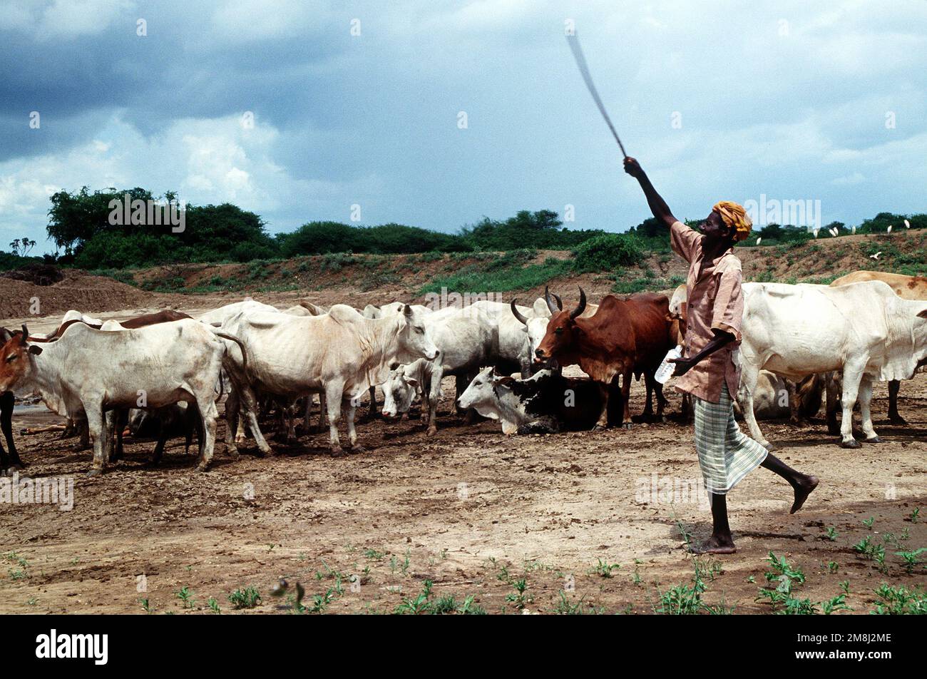 A Somali rancher herds cattle in Kismayo. Subject Operation/Series ...