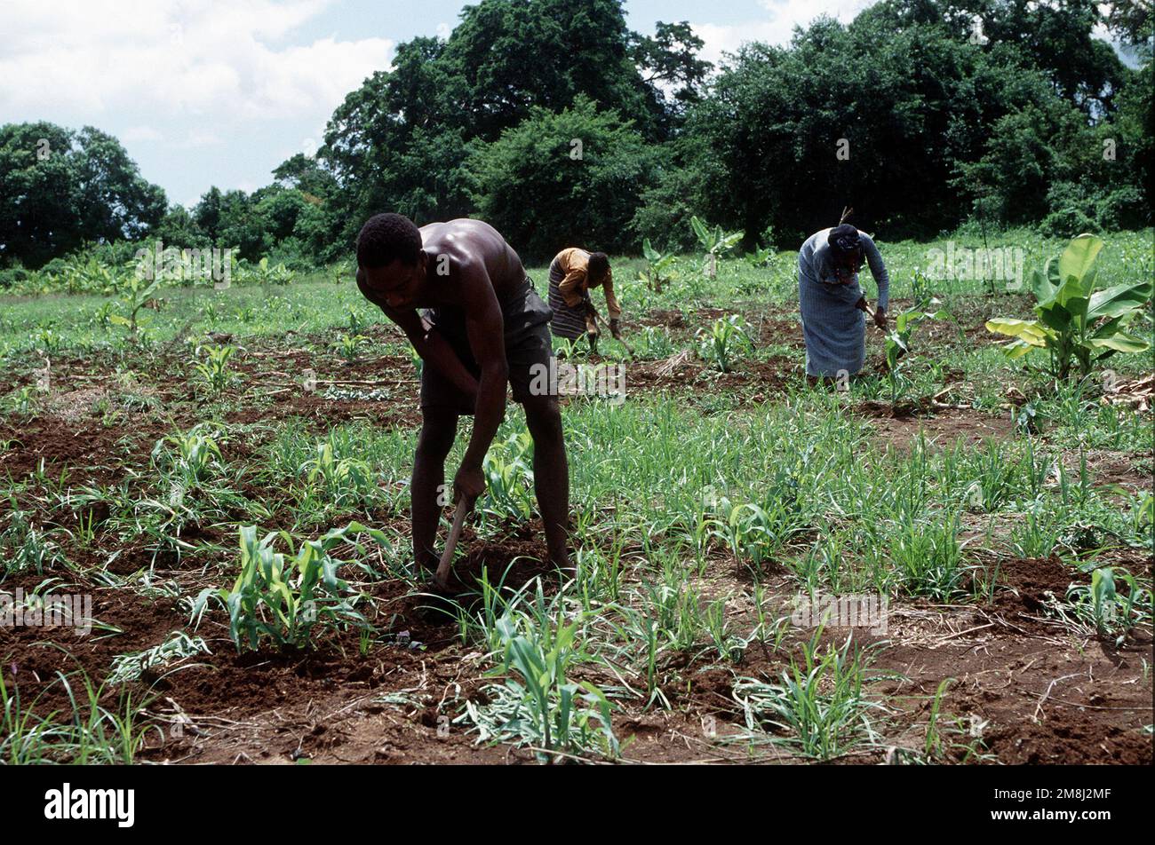 Somali farmers working in the fields in Kismayo. Subject Operation ...