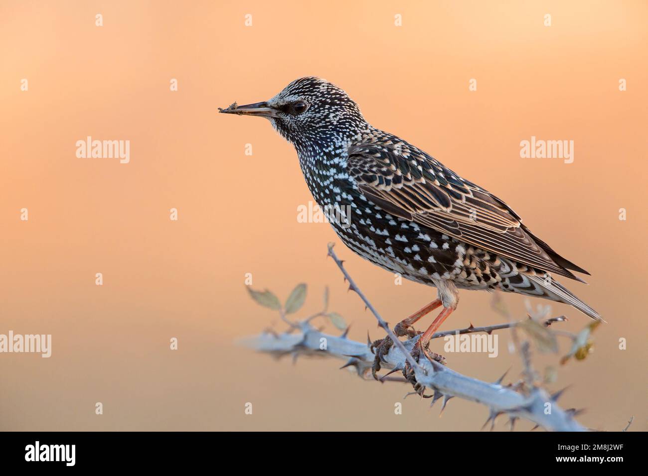 Storno - The common starling (Sturnus vulgaris), also known as the ...
