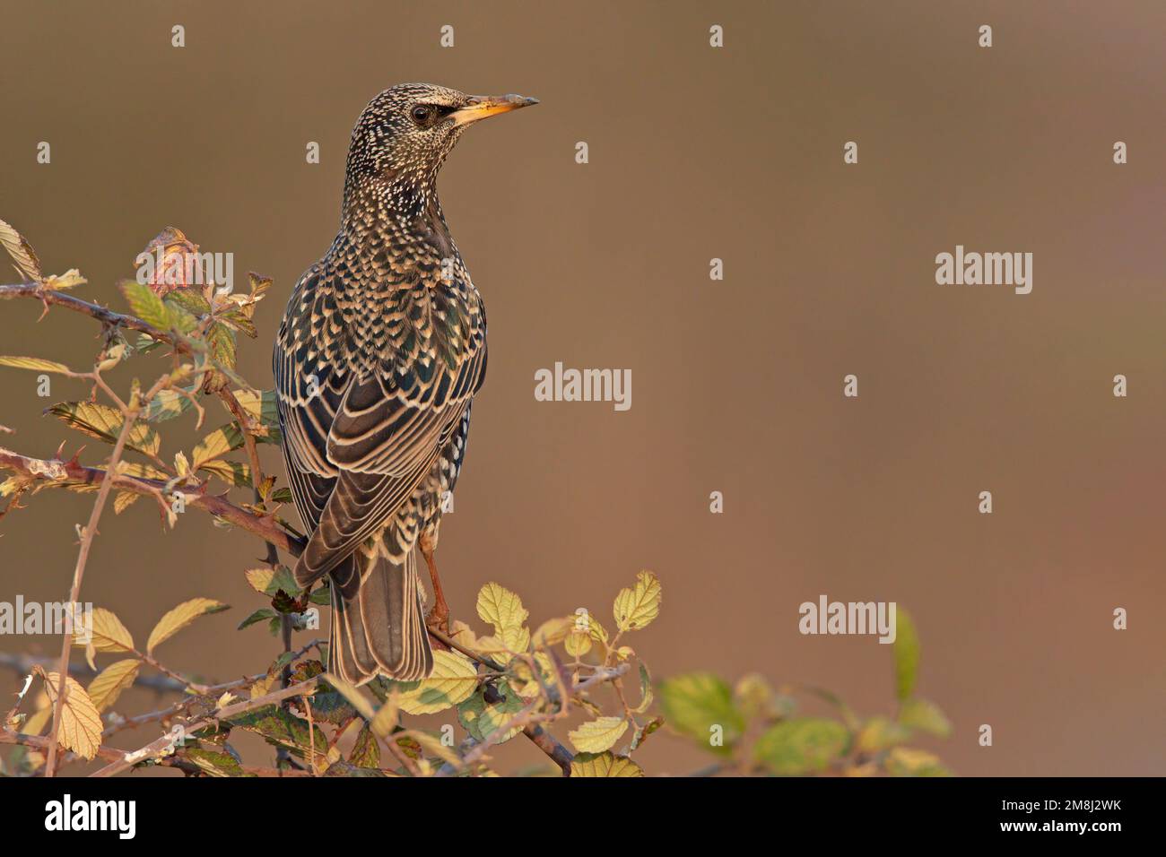 Storno - The common starling (Sturnus vulgaris), also known as the ...