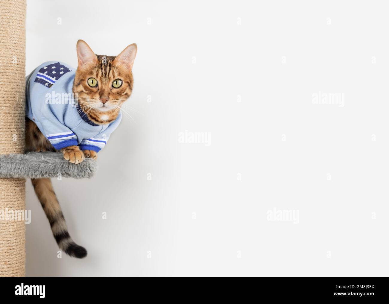 Adorable Bengal cat in a sweater on a scratching post. Copy space Stock ...