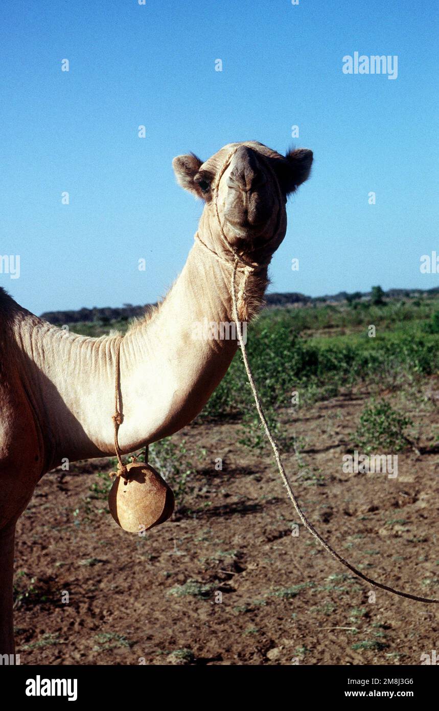 A camel stares at the photographer near Belet Weyne. Subject Operation ...