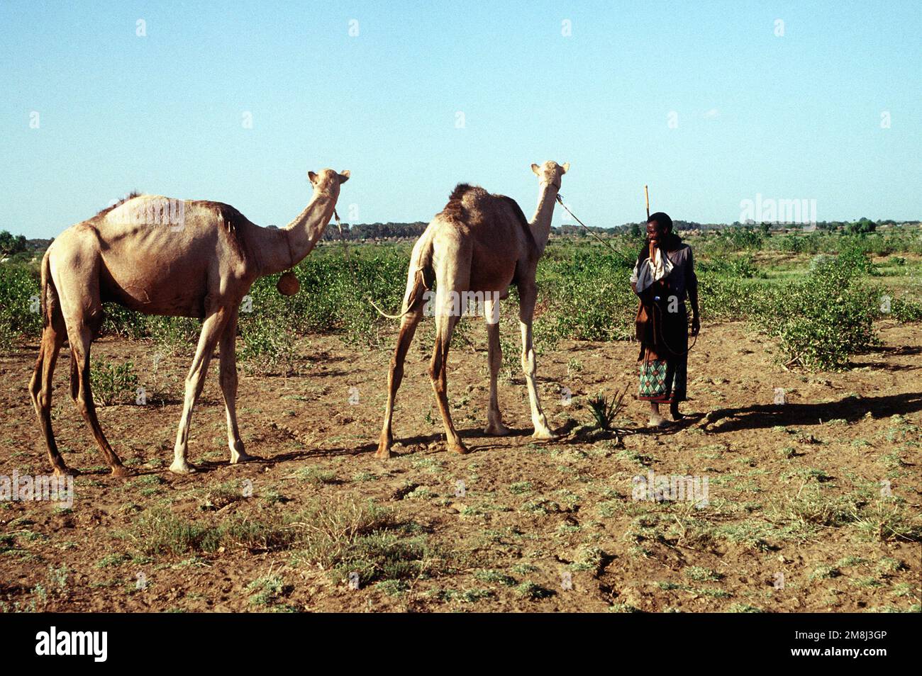 A Somali villager with his camels. Subject Operation/Series: CONTINUE ...