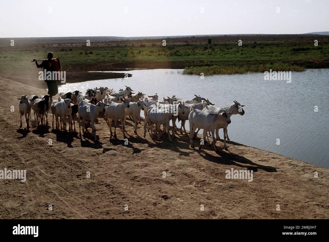 Somali goat herder hi-res stock photography and images - Alamy