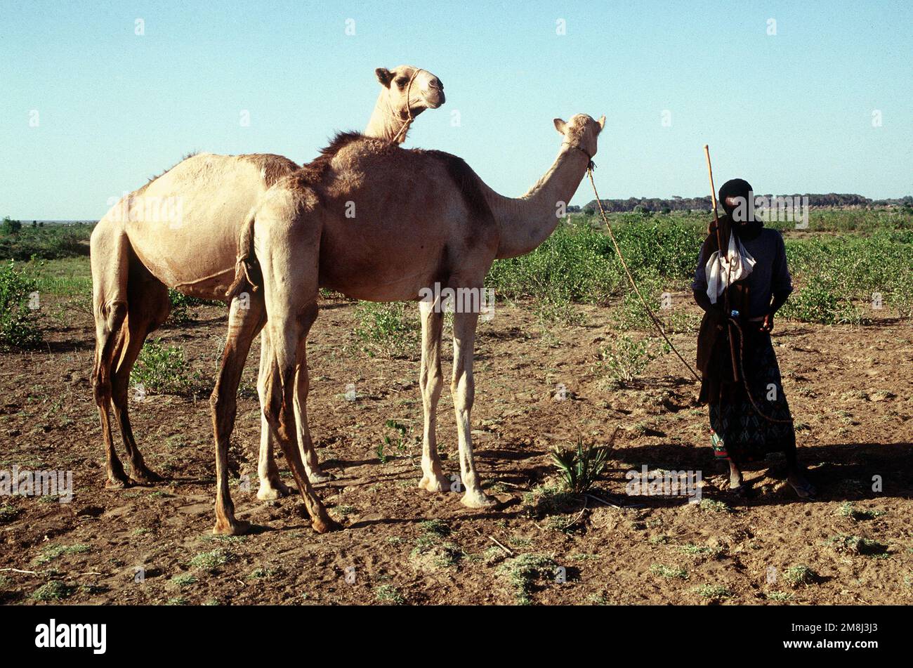 A Somali villager with his camels. Subject Operation/Series: CONTINUE ...