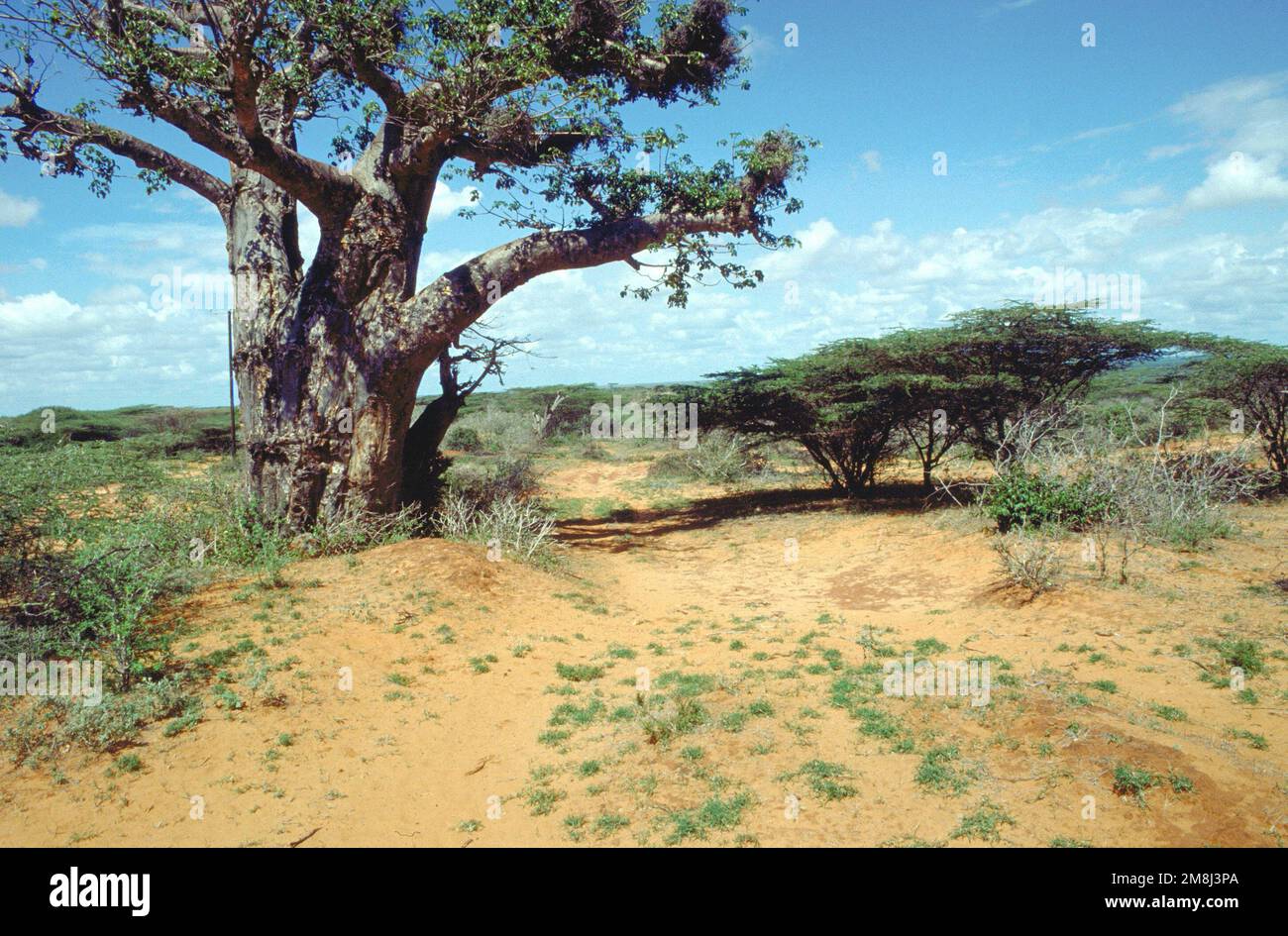 A scenic photograph of a tree near Kismayo, Somalia. Subject Operation ...