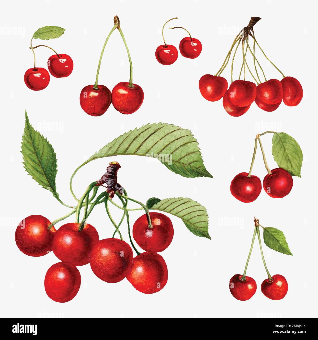 Hand drawn natural fresh red cherry set vector Stock Vector Image & Art ...