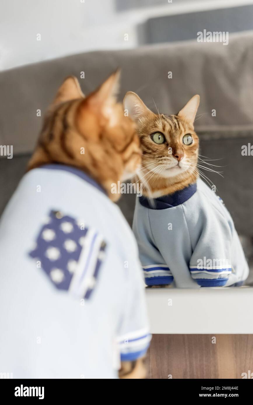 Bengal cat in clothes looks at his reflection in the mirror. Selective ...