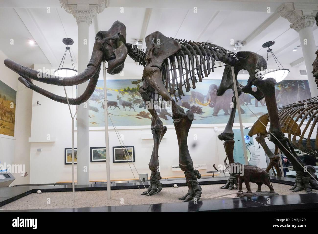A skeleton of Mammuthus, the mammoth, is on display at the American ...