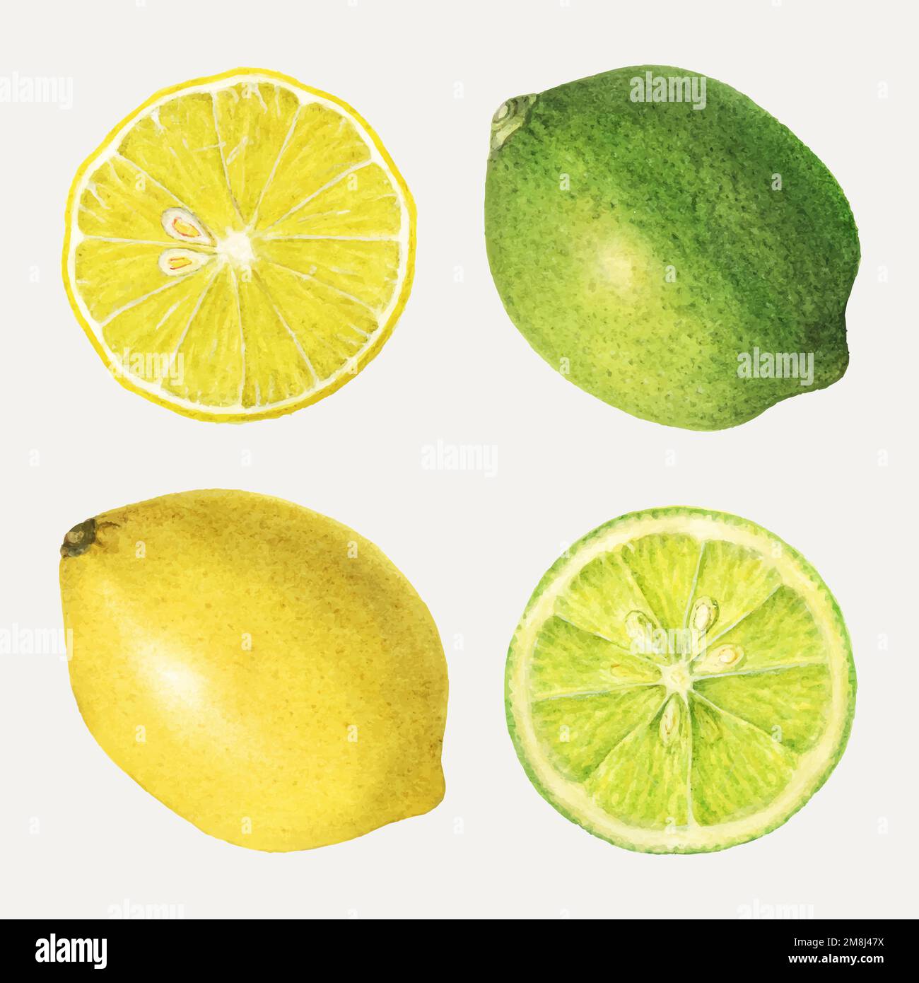 Hand drawn mixed citrus fruit set vector Stock Vector Image & Art - Alamy