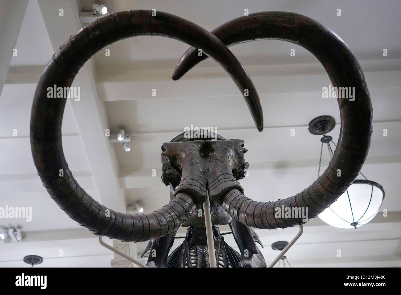 A skeleton of Mammuthus, the mammoth, is on display at the American ...