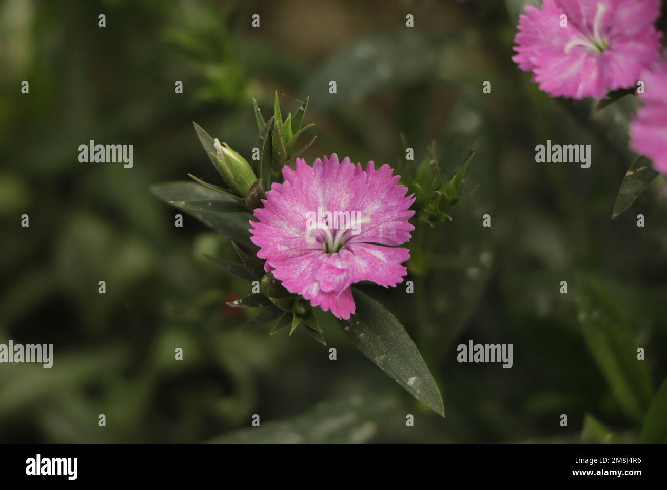 Beautiful Dianthus, perennial Pinks in bright sun Stock Photo - Alamy