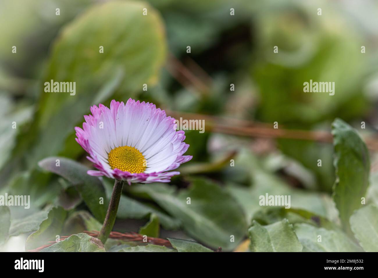Macro shot pink daisy hi-res stock photography and images - Alamy