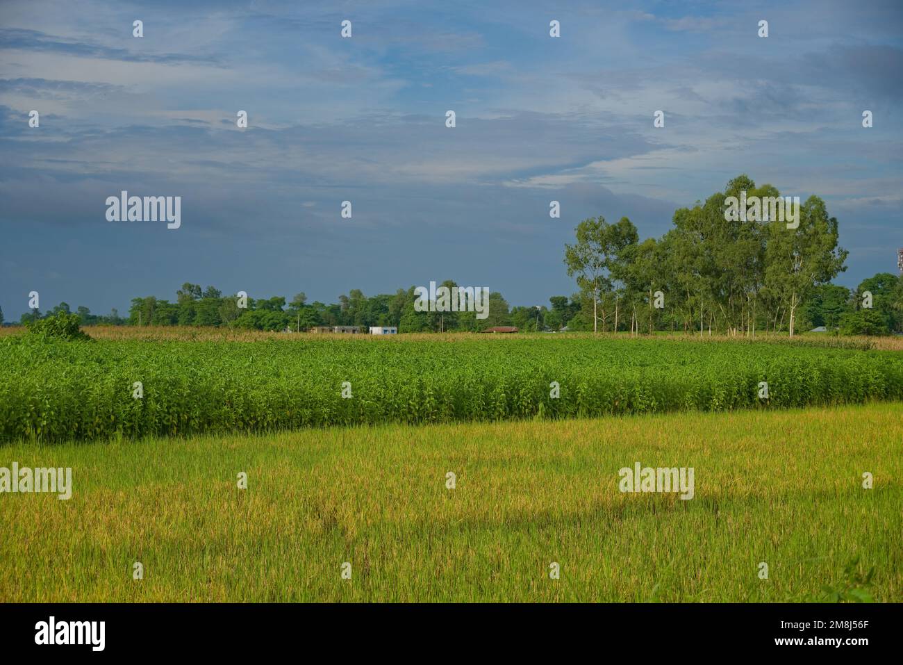 lush green paddyfield in rural country side in india Stock Photo - Alamy
