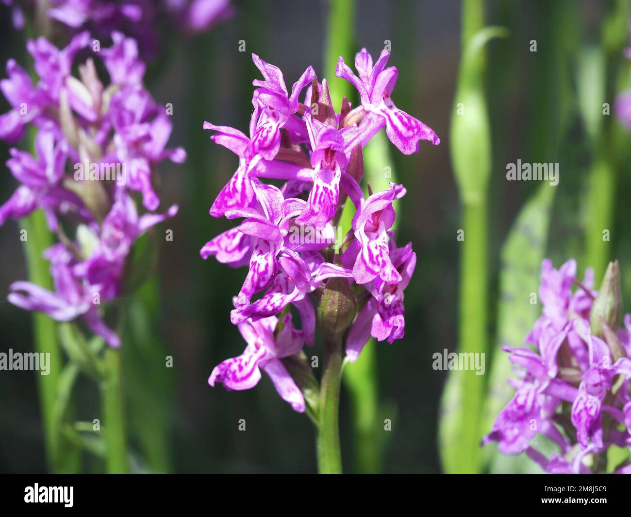 Closeup of a common spotted orchid flower Stock Photo - Alamy