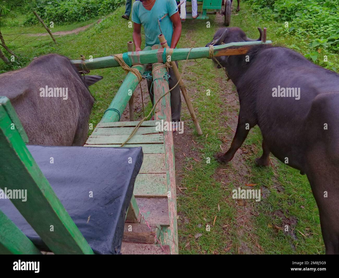 indian buffalo cart ready for jungle safary in west bengal Stock Photo ...