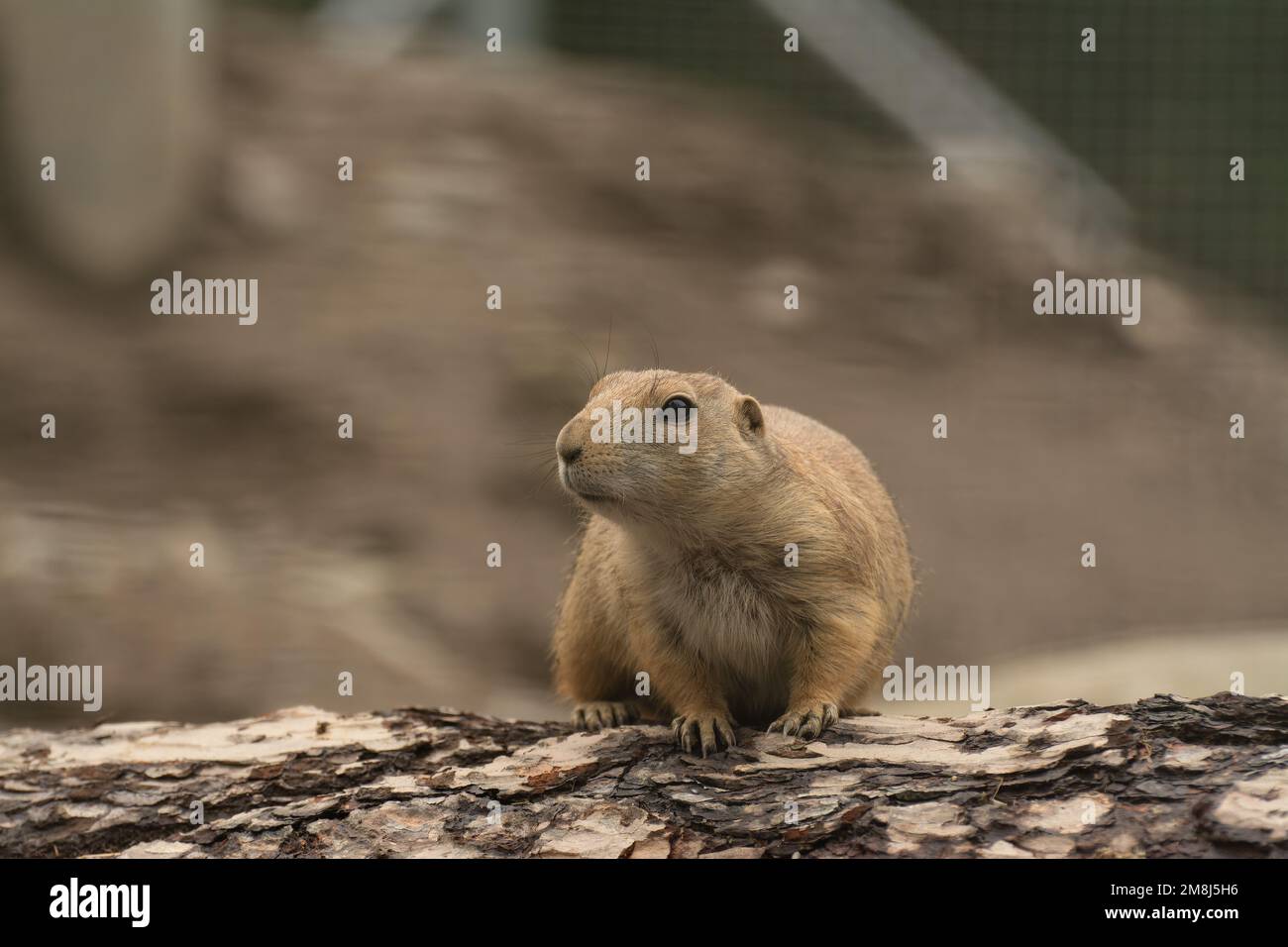 A fluffy cute Prairie dog (Cynomys) resting outdoors with a tree in the ...