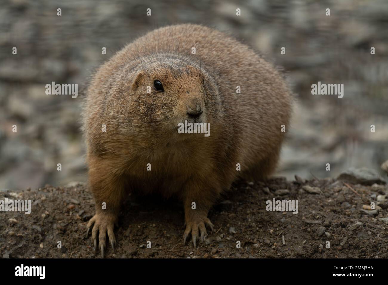 A closeup shot of a fluffy cute Prairie dog (Cynomys) resting at a zoo ...
