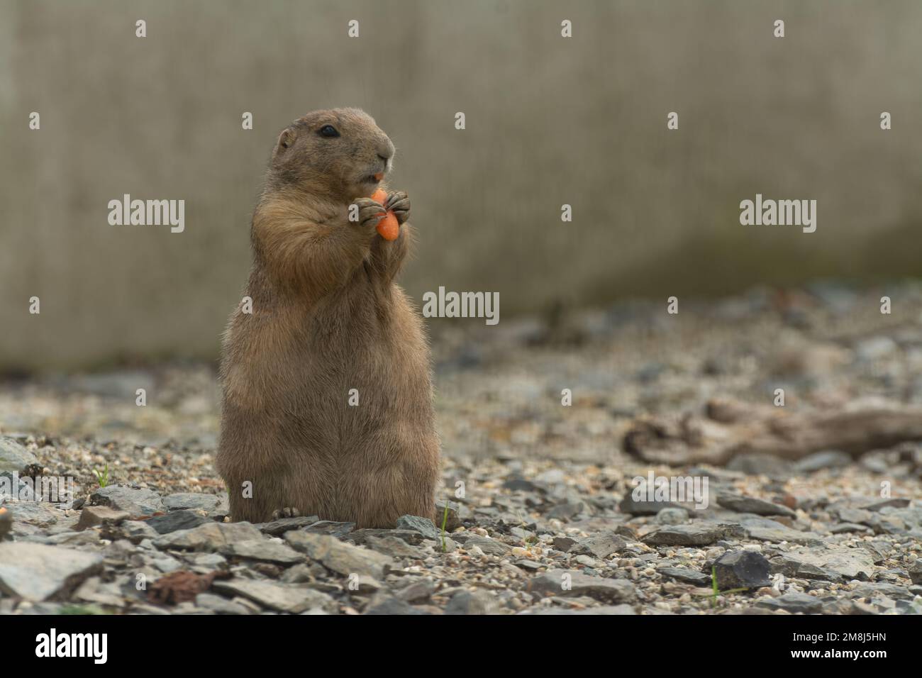 A fluffy cute Prairie dog (Cynomys) eating a carrot at a zoo cage ...