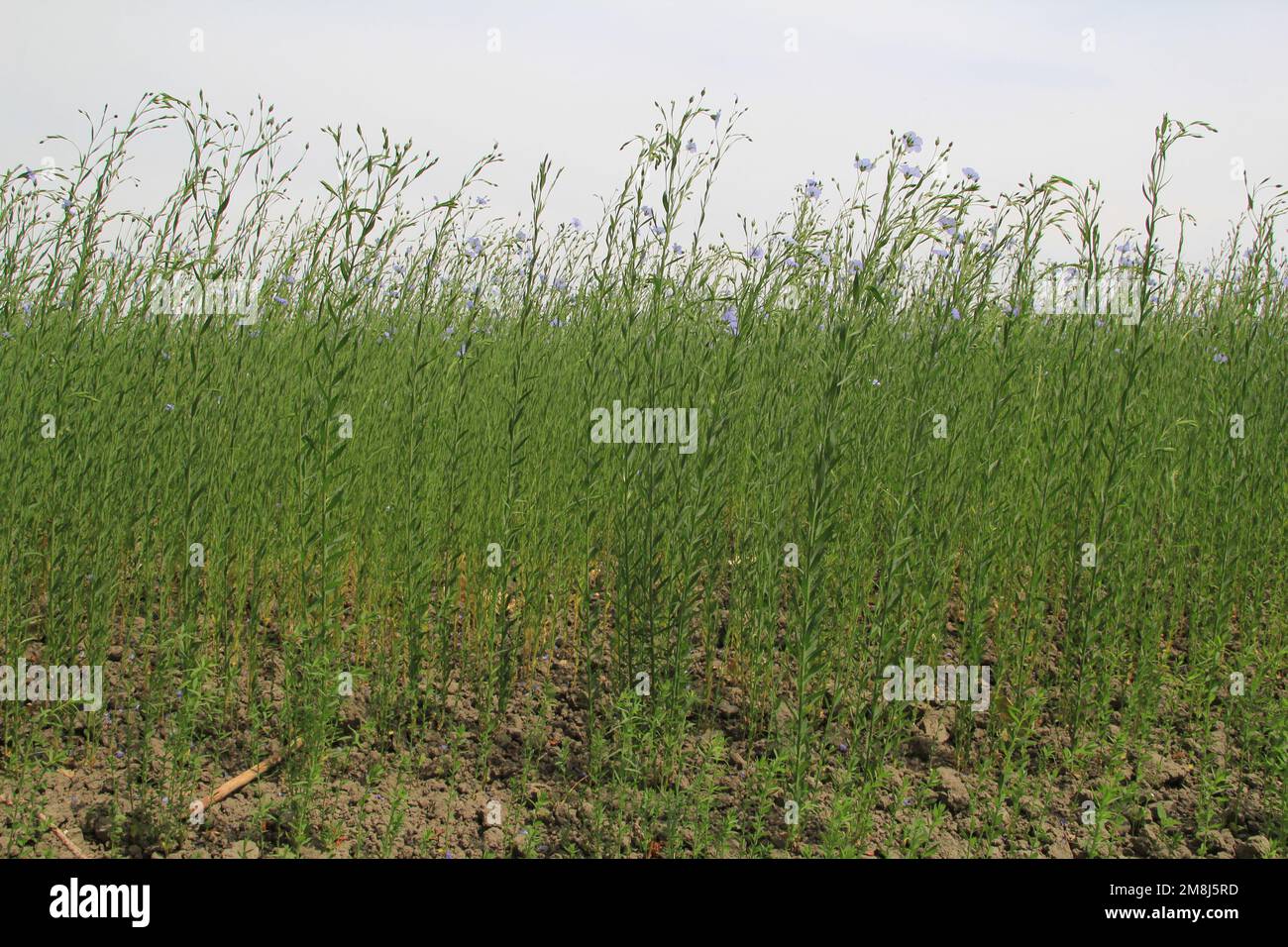 front view at a long green flax plants with blue flowers in the dutch ...